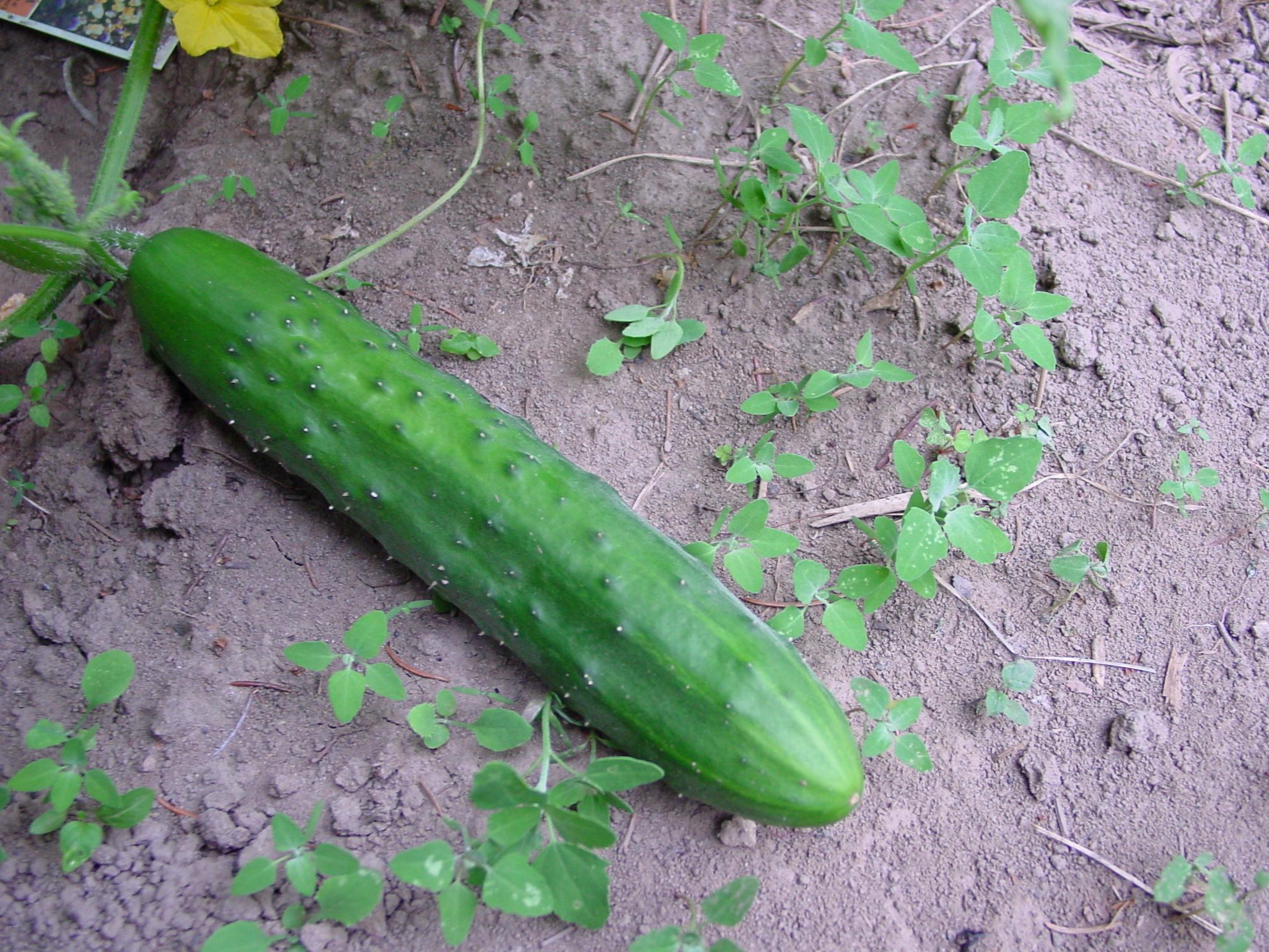 Cucumber Object Detection Dataset by talovpracticas