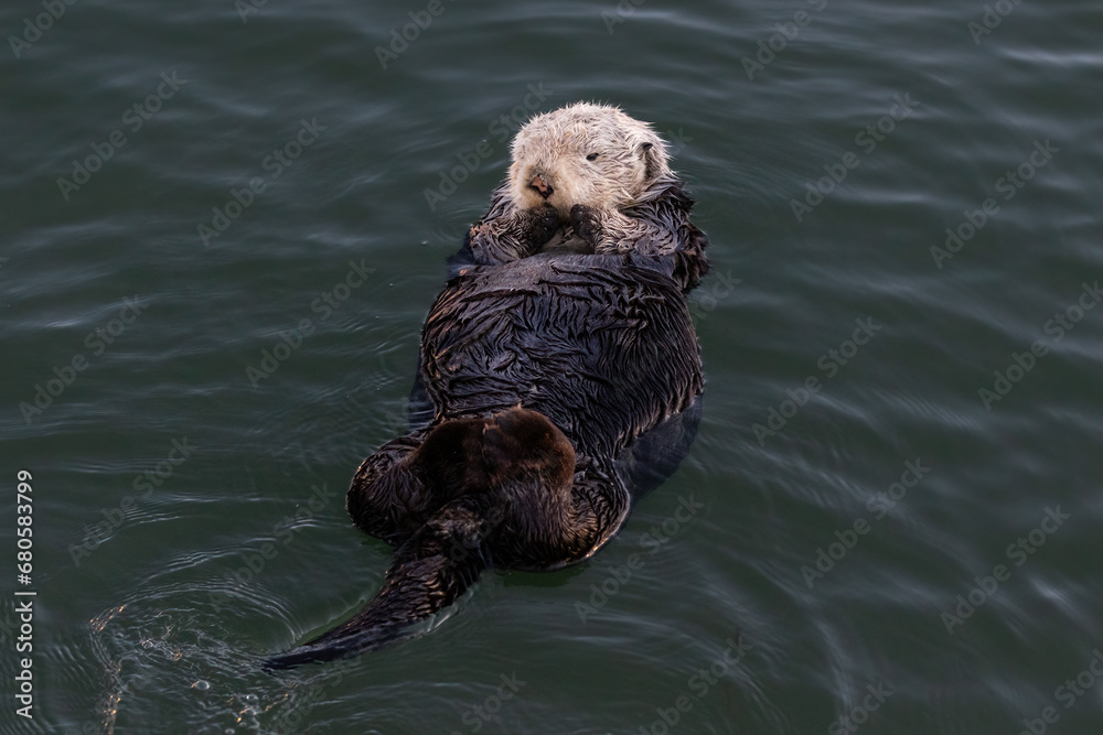 Otter Object Detection Dataset By Talovpracticas