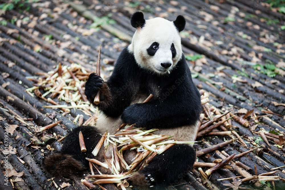 Panda Object Detection Dataset by talovpracticas