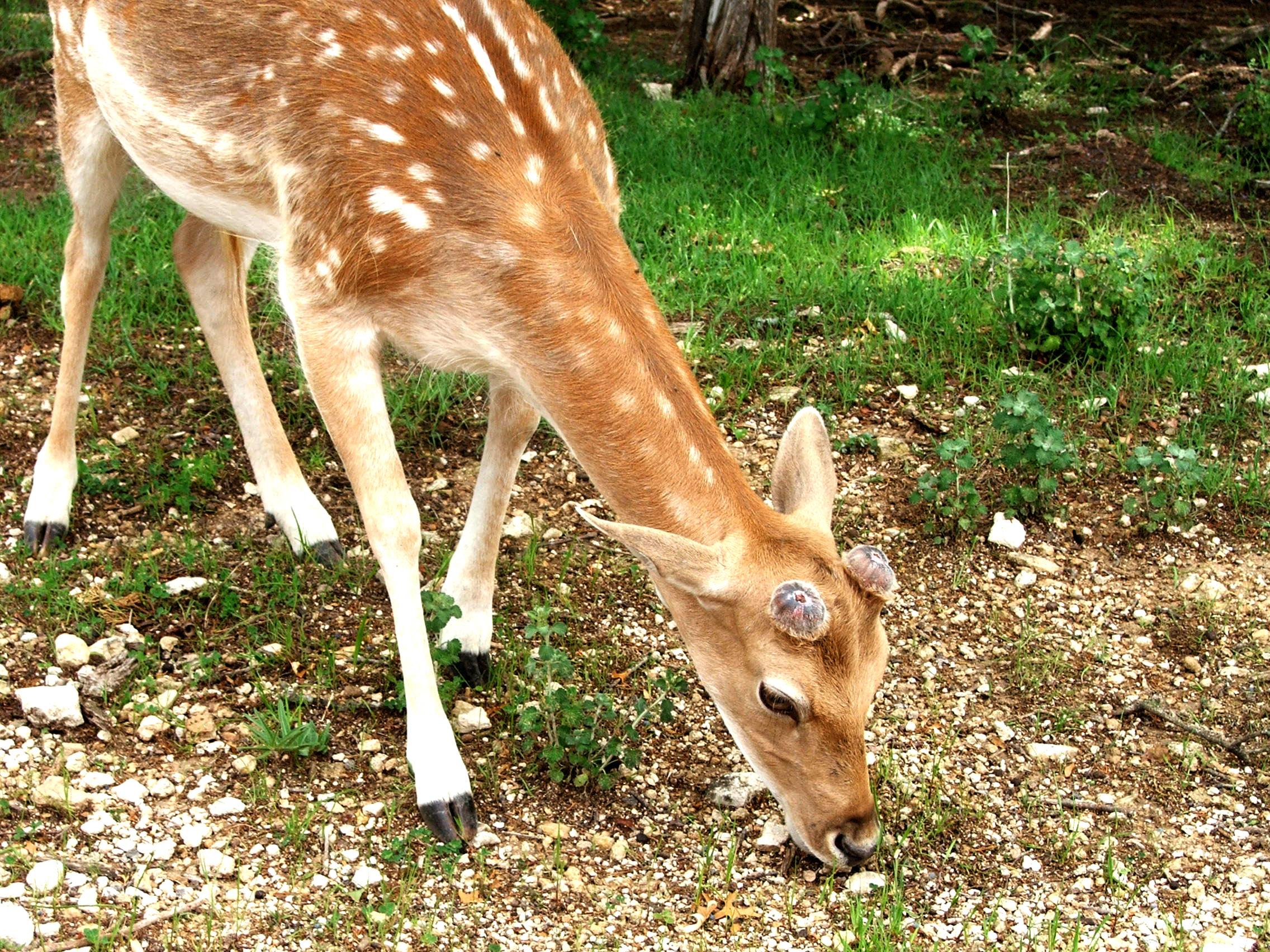 Deer Object Detection Dataset by talovpracticas