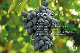 Automated Fruit Classification Classification Model by lab