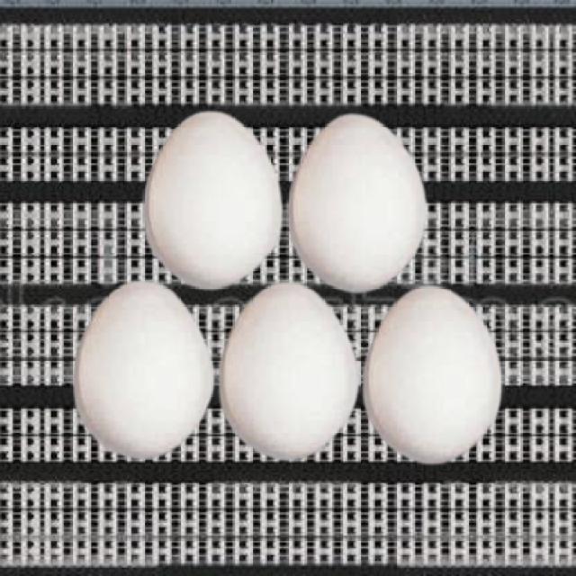 egg_1007 Object Detection Model by YAN