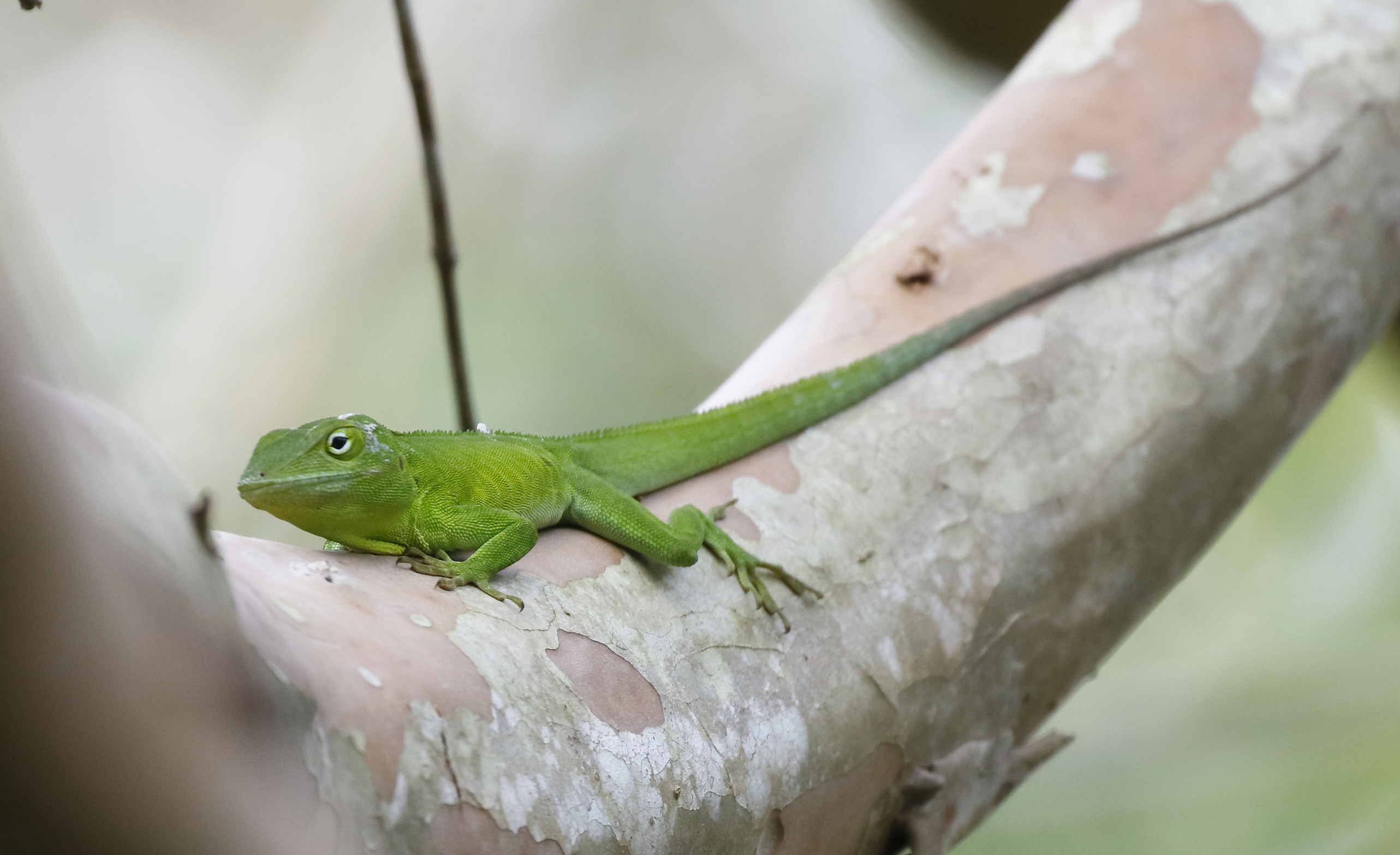 Florida Anole Identifier Object Detection Model by PattonHWorkspace2