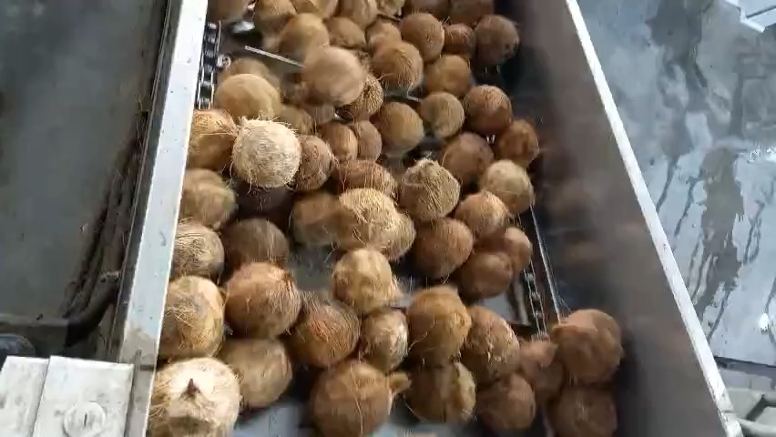 Coconut Counting Object Detection Model By Quangs Work Station