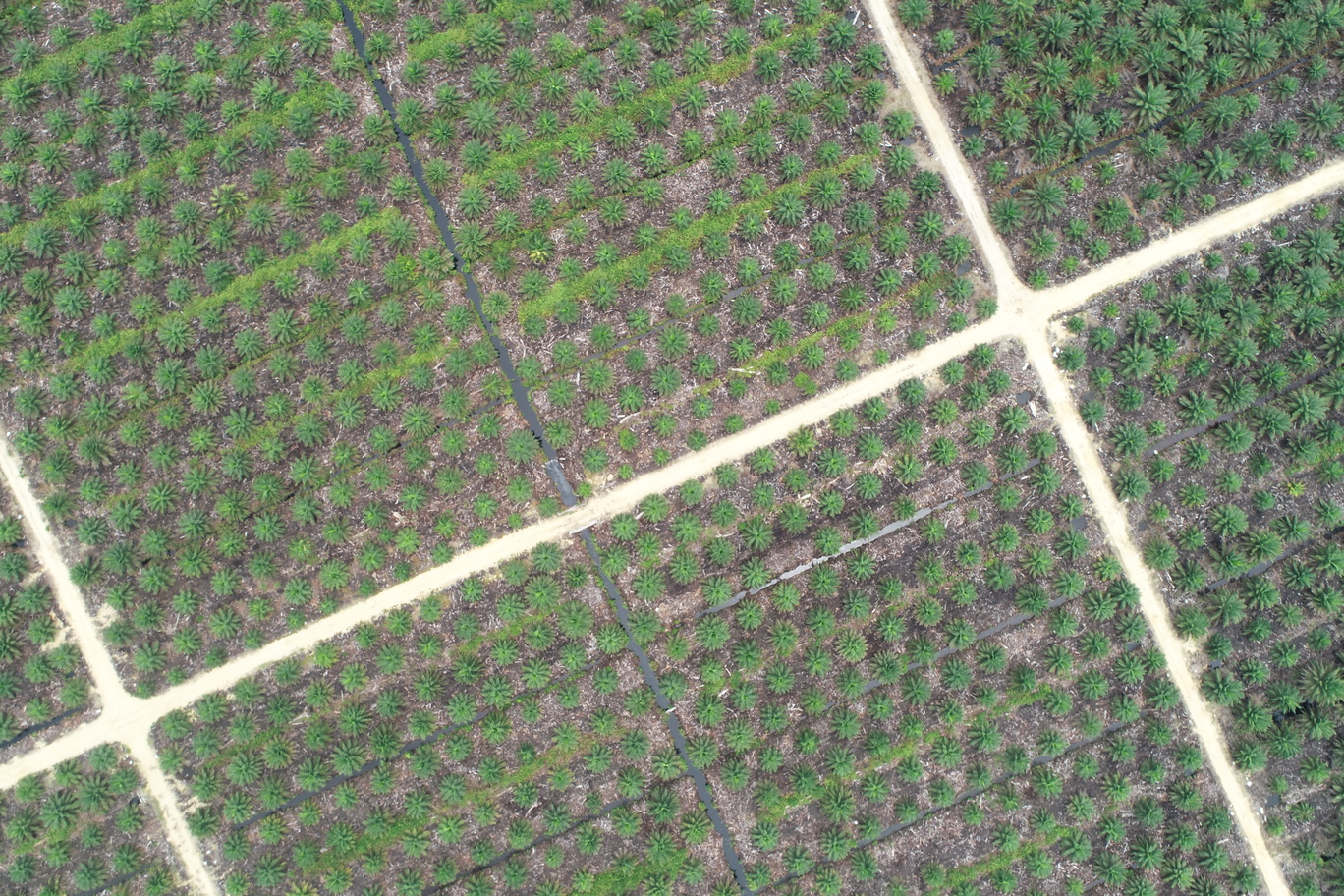 Palm Oil Object Detection Dataset V1 2021 09 02 5 20pm By Palm Oil Image