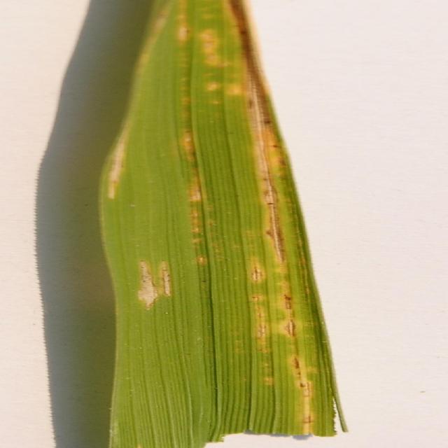 Rice leaf disease Object Detection Dataset by Harsha