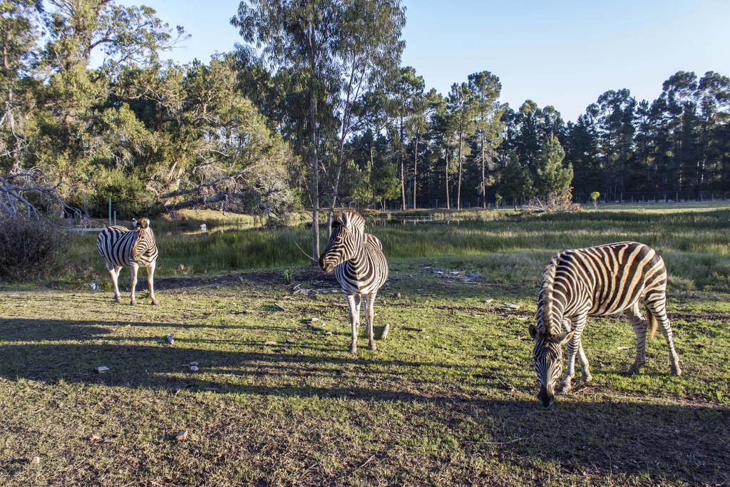 Animal detection Object Detection Dataset and Pre-Trained Model by object detection