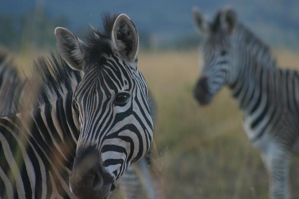 Wild Animals detection Object Detection Model by object detection