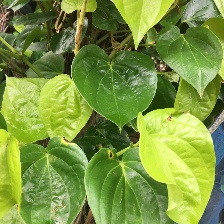 How to Use the corn Object Detection API