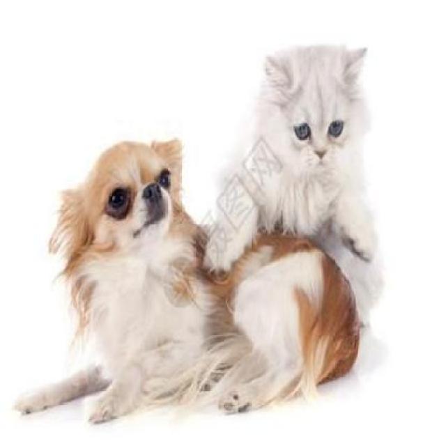gato-perro Classification Model by kevin ai
