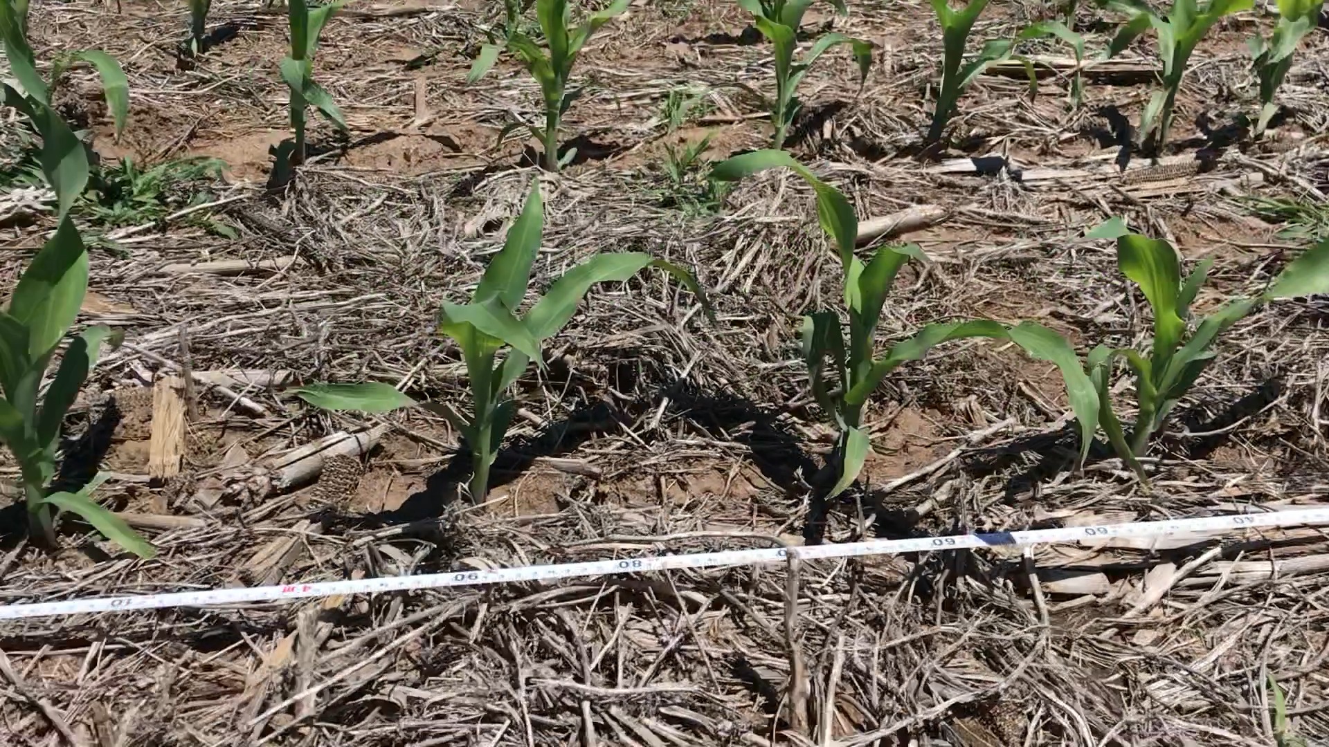 plant counter Object Detection Dataset by count