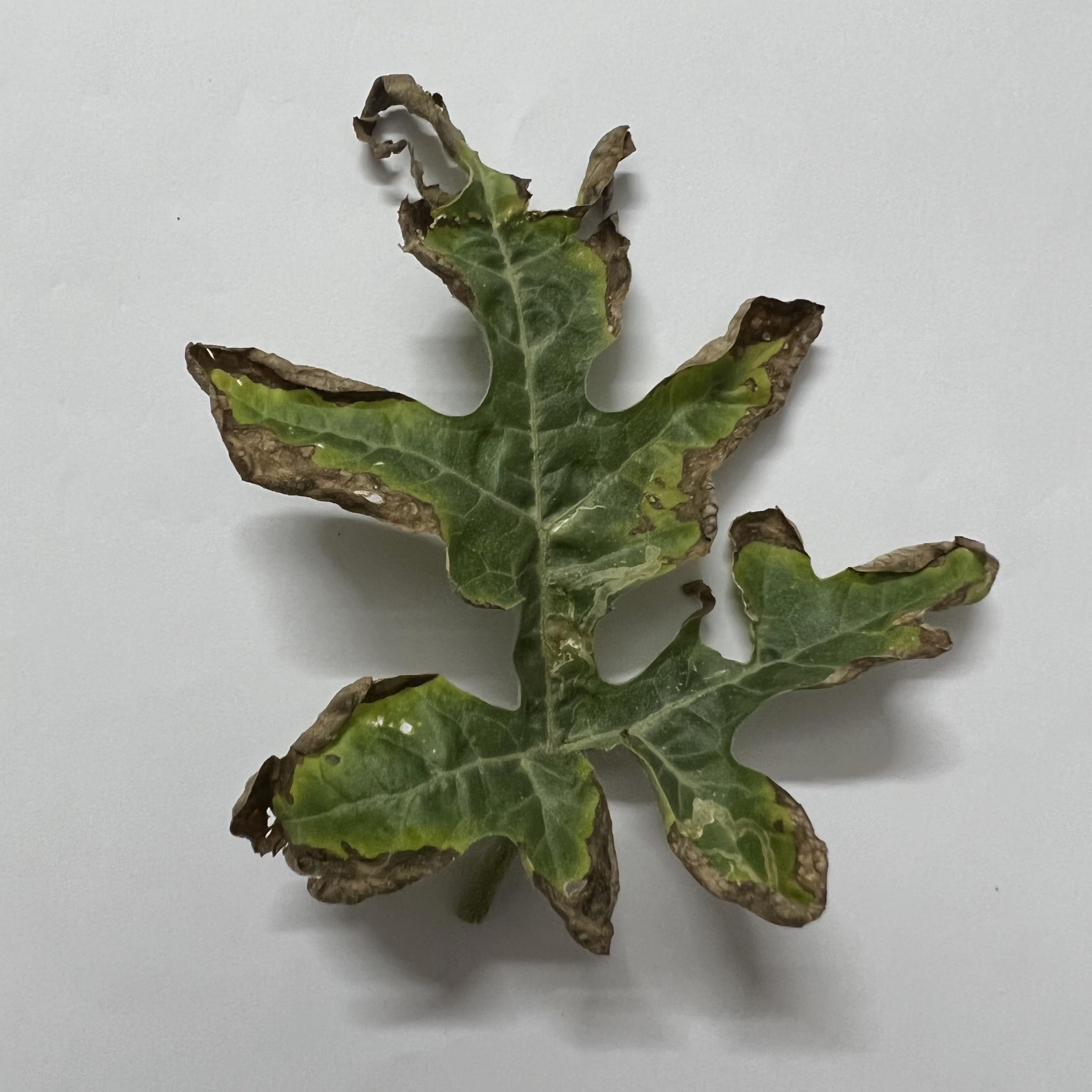 How to Use the watermelon leaf detection Object Detection API