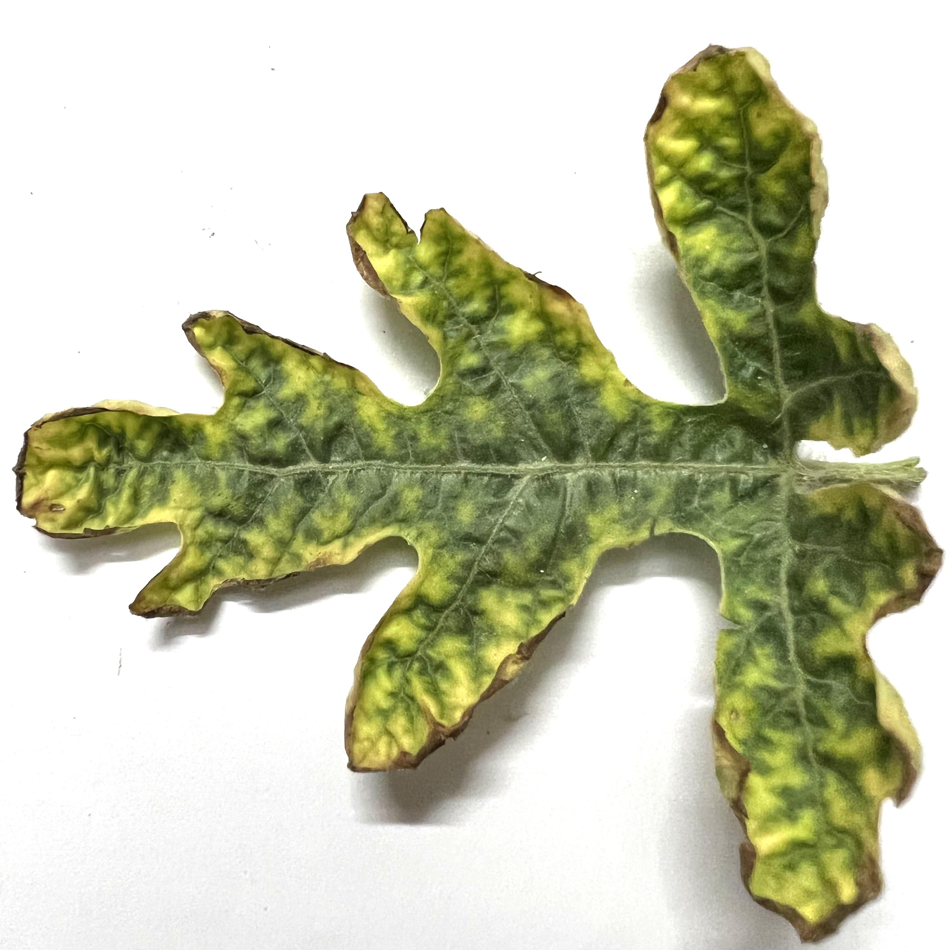 watermelon leaf labelling Object Detection Model by Xplore Everyday