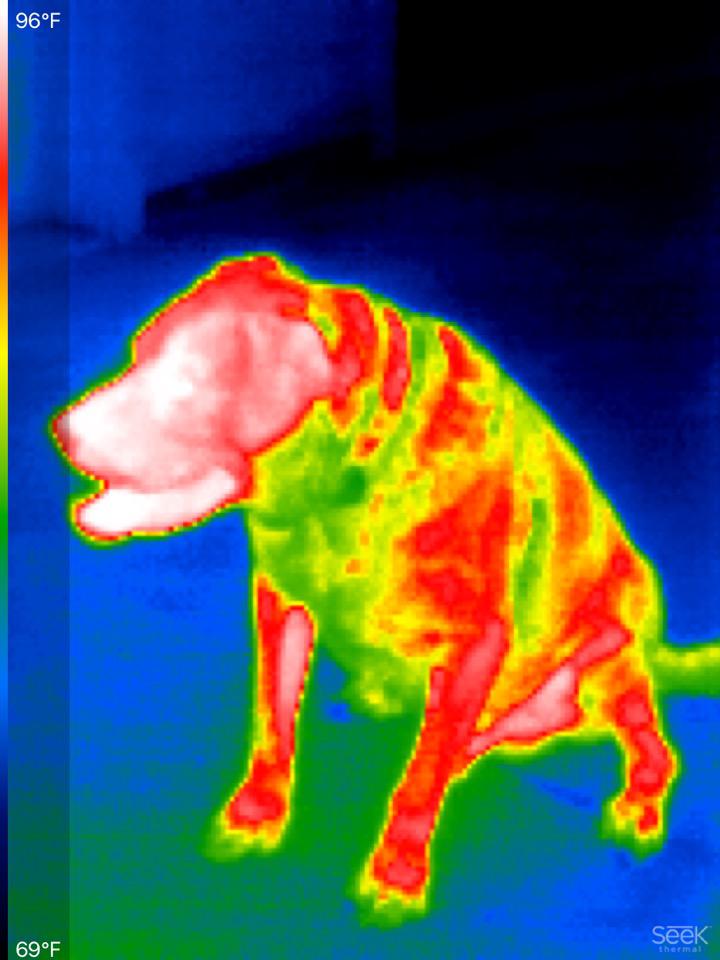 animals Object Detection Model by myworkspace