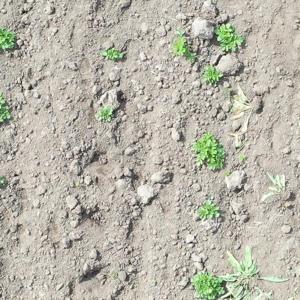 EfficientDet-1024 Object Detection Dataset by Universidad