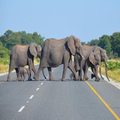 elephant_deer Object Detection Dataset by publicWorkspace