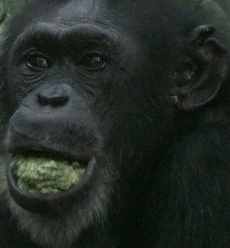 Chimp Face Classification Dataset by MergeofData