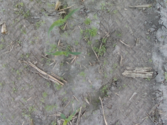 Weed Crop 2 Object Detection Dataset And Pre Trained Model By Pitpoznan