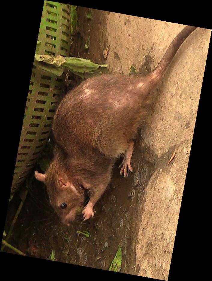 Rat Detection Object Detection Dataset And Pre Trained Model By Frankfurt University Of Applied