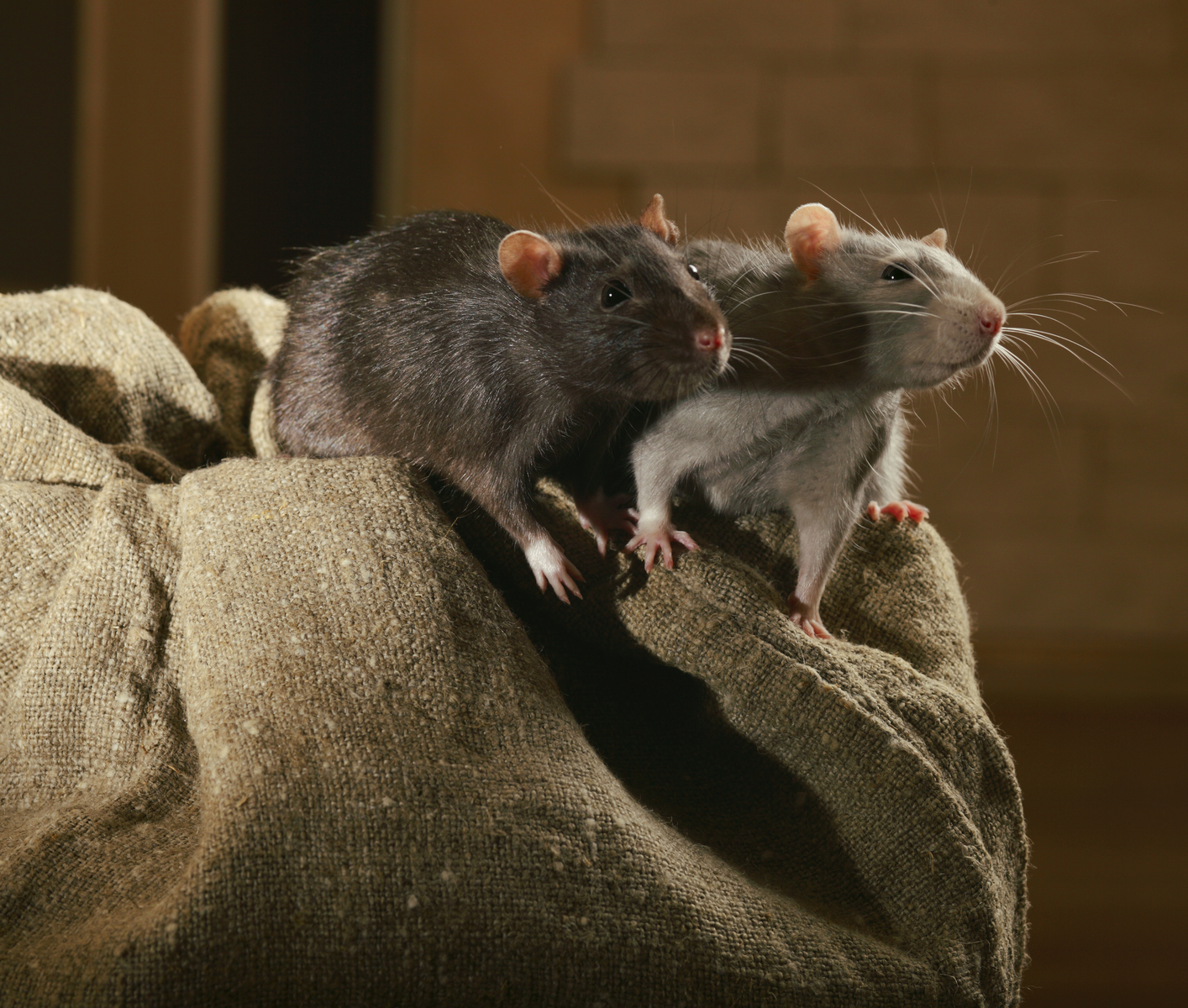 Rat and Hamster Instance Segmentation Model by Andrei Dela Cruz