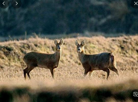 animal detection Object Detection Dataset and Pre-Trained Model by Akash