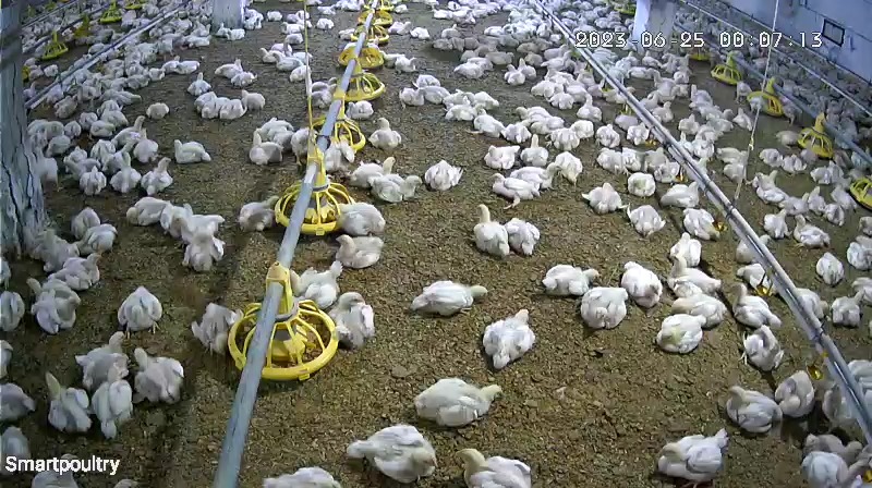 Chicken Detection Object Detection Dataset And Pre Trained Model By