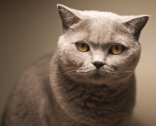 Cat Detection Object Detection Dataset And Pre Trained Model By Train