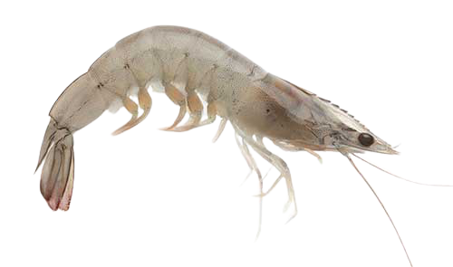 shrimp Object Detection Dataset by planeatarian labeler