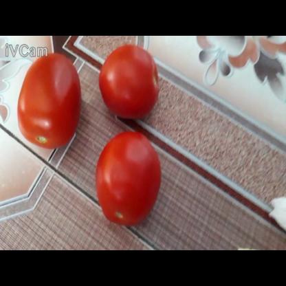 Tomato Object Detection Dataset and Pre-Trained Model by Nguyen Ngoc Kha