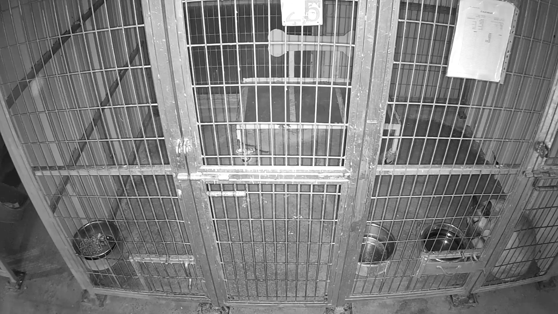 activity recognition on dogs Object Detection Dataset and Pre-Trained ...