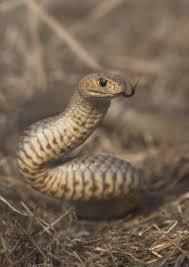 Snake Project Object Detection Model by MacauAISnake
