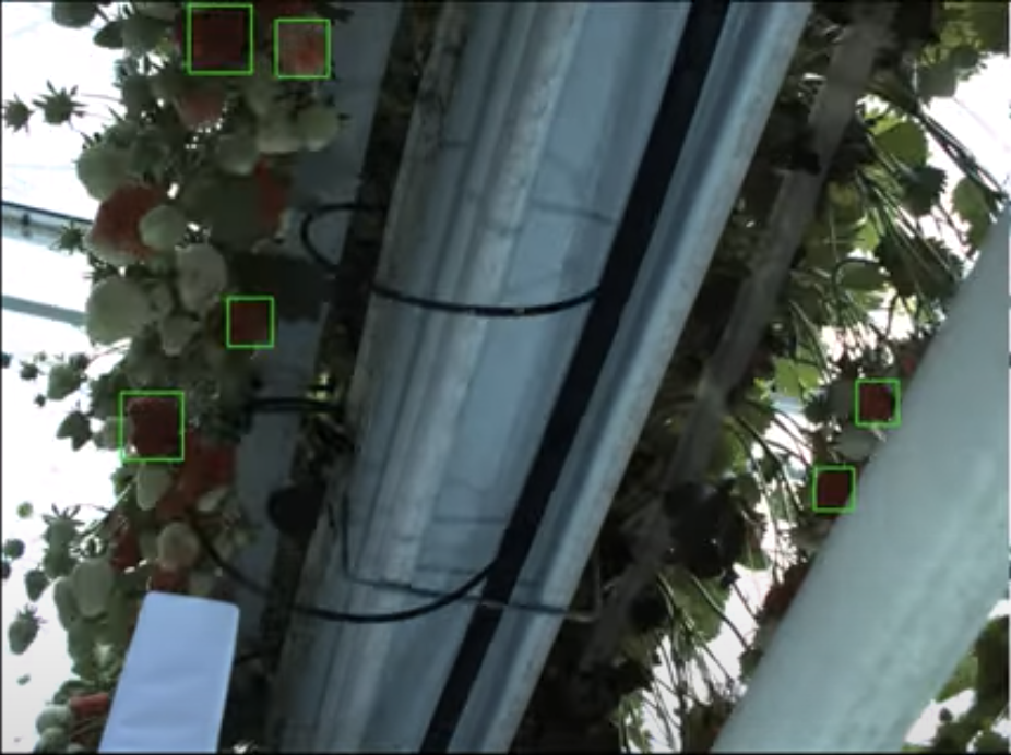 Strawberry Object Detection Dataset And Pre Trained Model By Strawberry