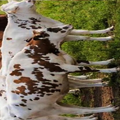 Cow Breeds Object Detection Dataset and Pre-Trained Model by Thauqief sadiq