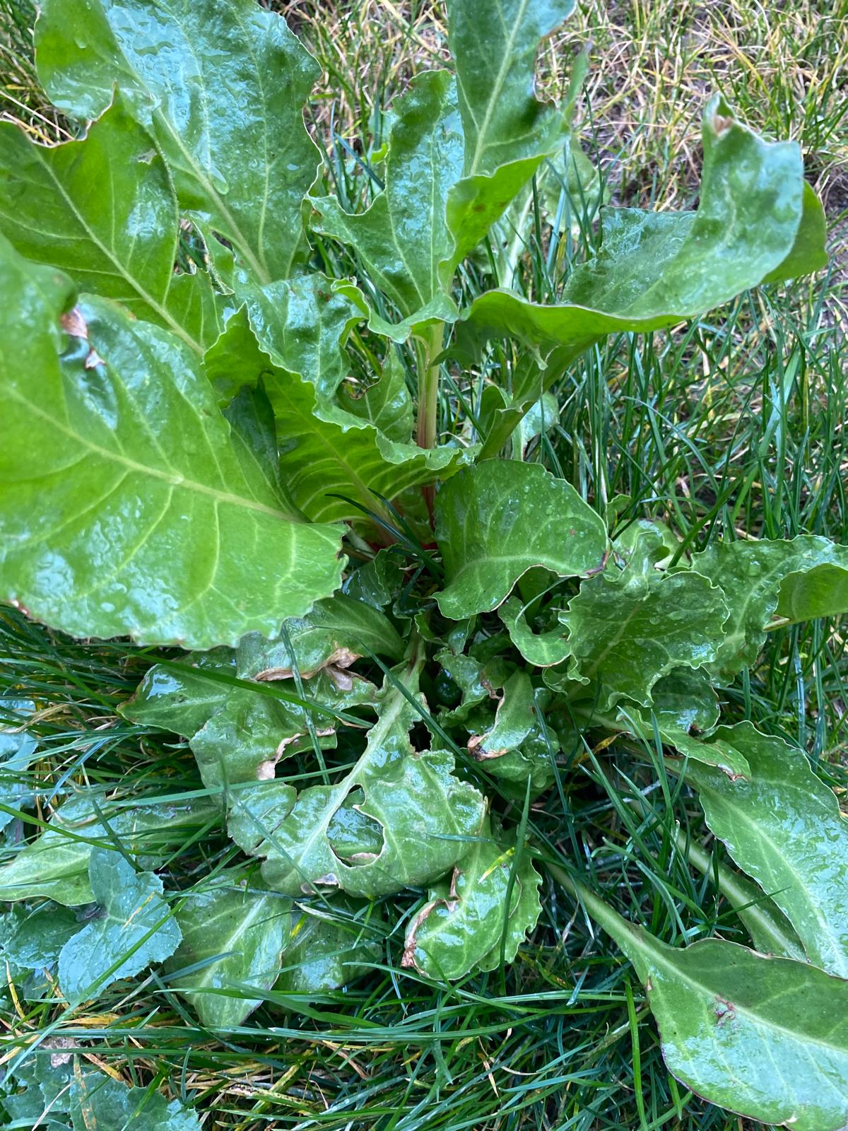 Bitki Object Detection Dataset By Yagmur