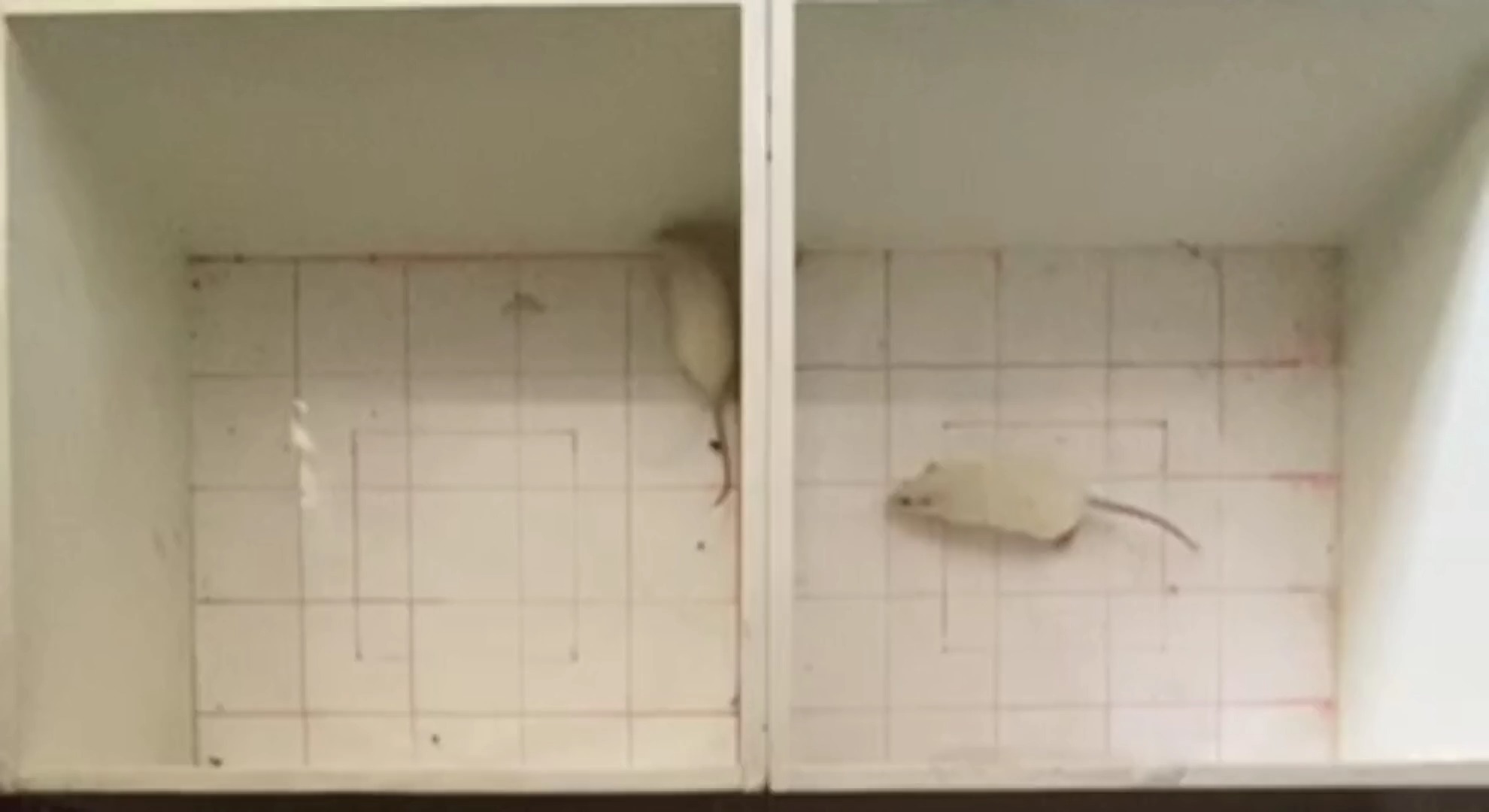Rat Detection Keypoint Detection Dataset by Mosquito