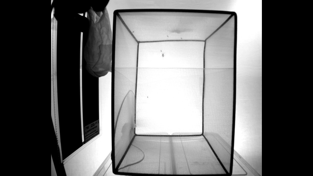 Mosquitoproject Object Detection Dataset And Pre Trained Model By Mosquito