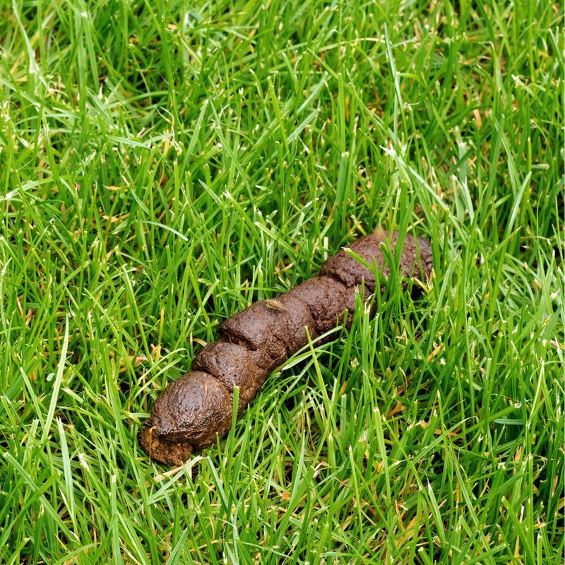 ML Project (ml-project-adwgd) - Roboflow Universe