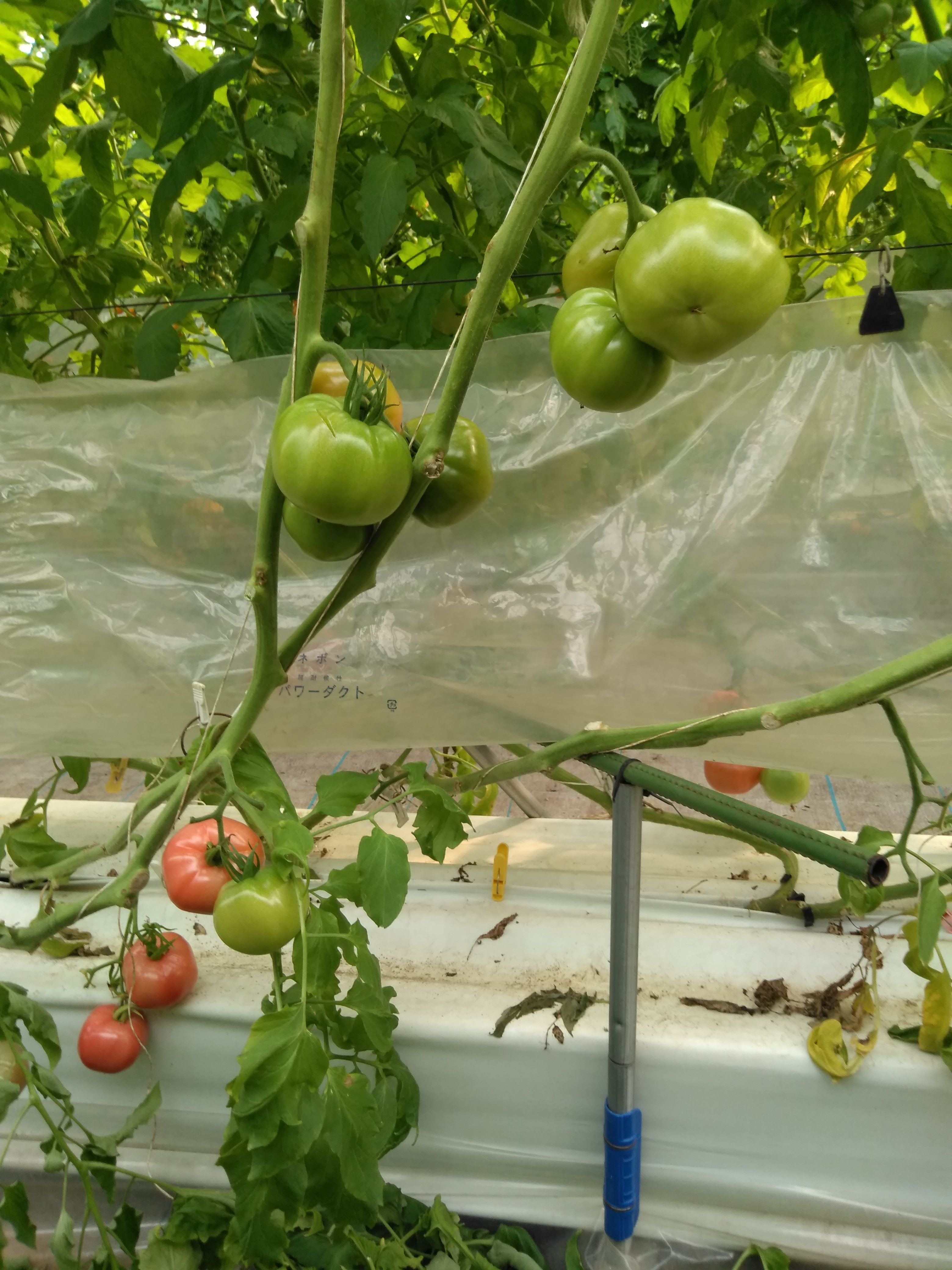 Big Tomatoes Dataset Instance Segmentation Dataset And Pre Trained Model By Yachaythesisii