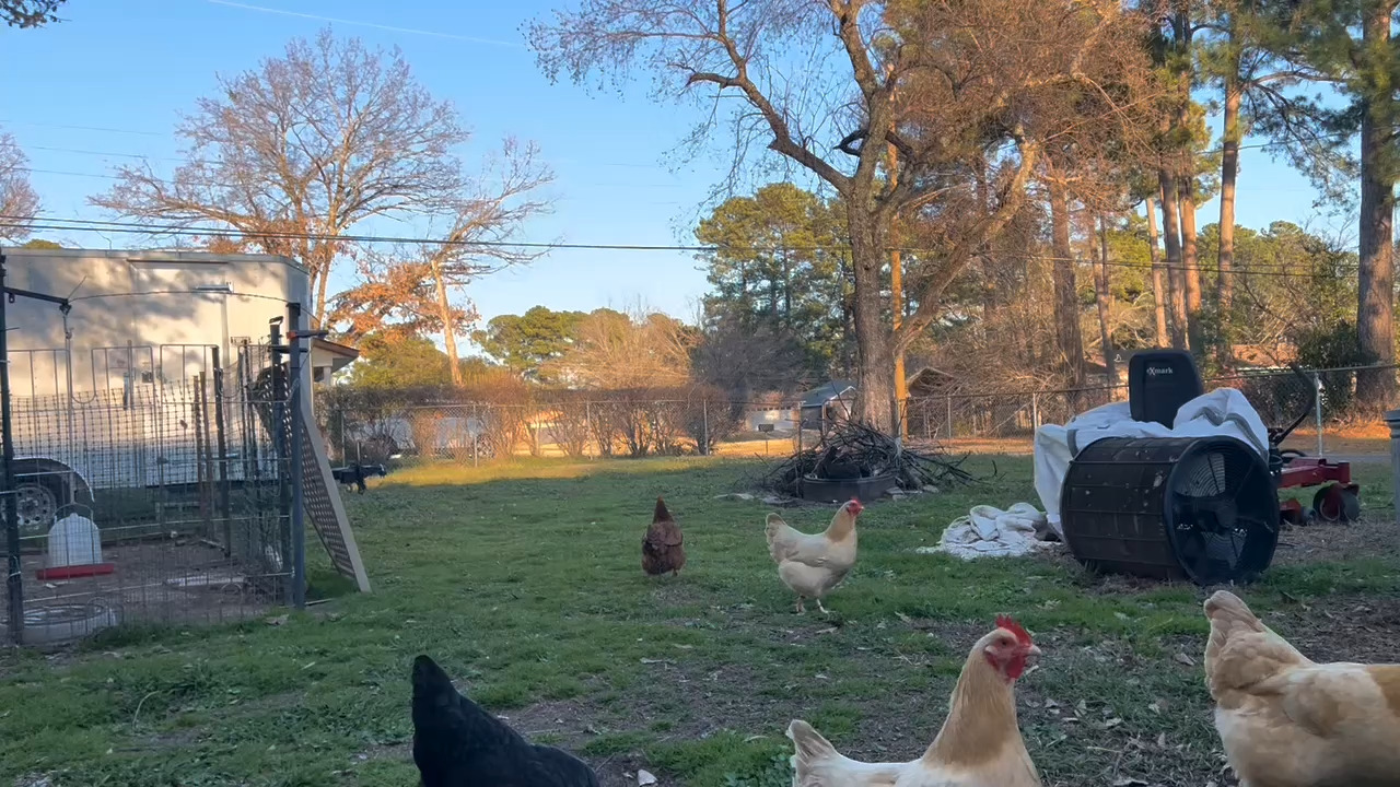 Find That Chicken Object Detection Dataset By Findthatchicken