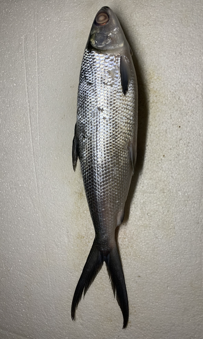 Fish Freshness 3 Object Detection Model by THESIS