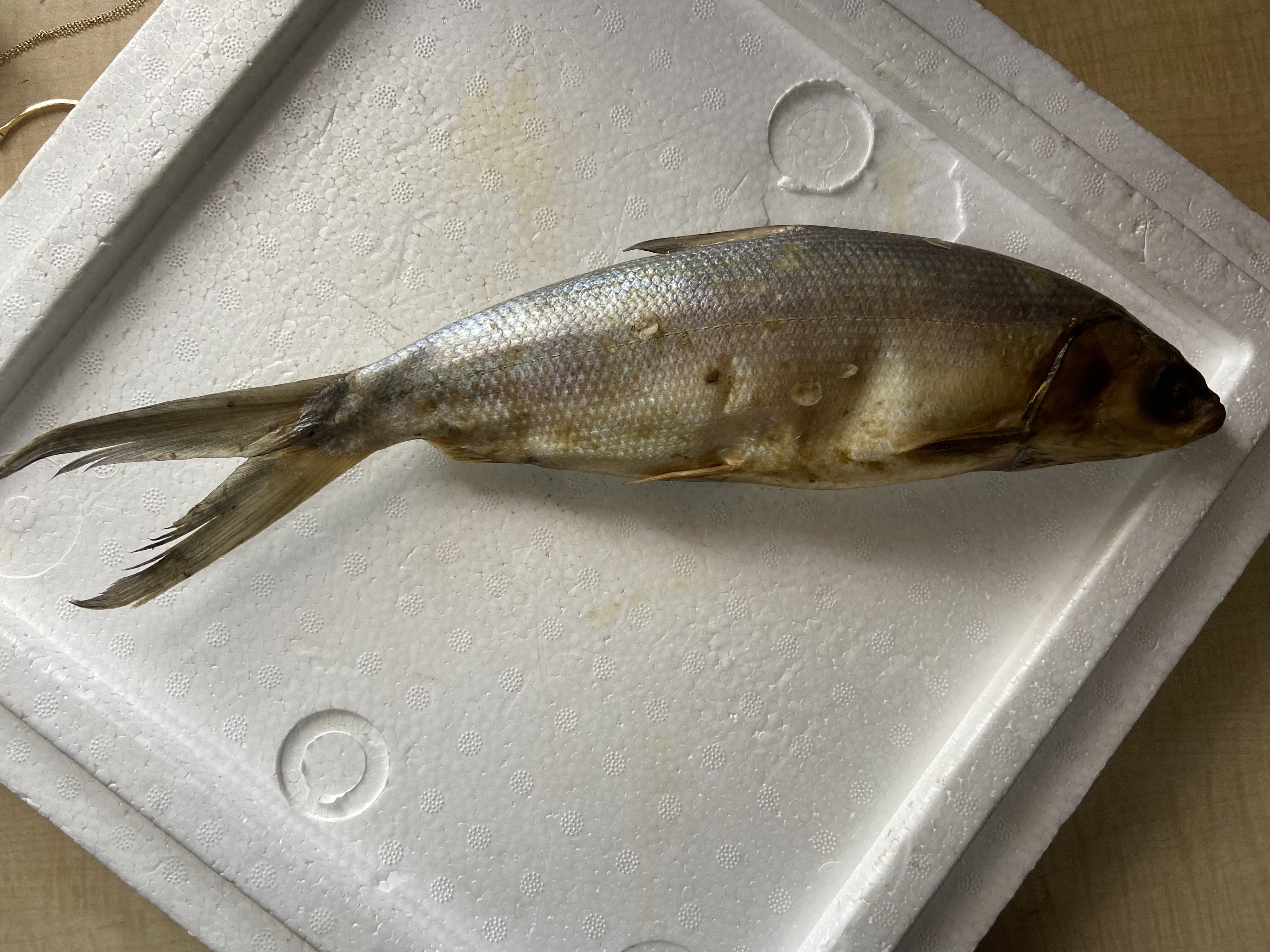Fish Freshness 333 Object Detection Dataset by THESIS