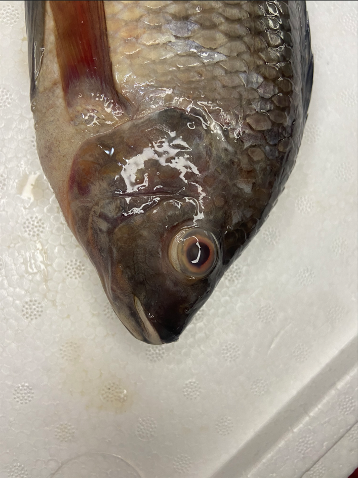 Fish Freshness Object Detection Dataset by THESIS