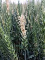 Wheat scab Object Detection Dataset by jagriti