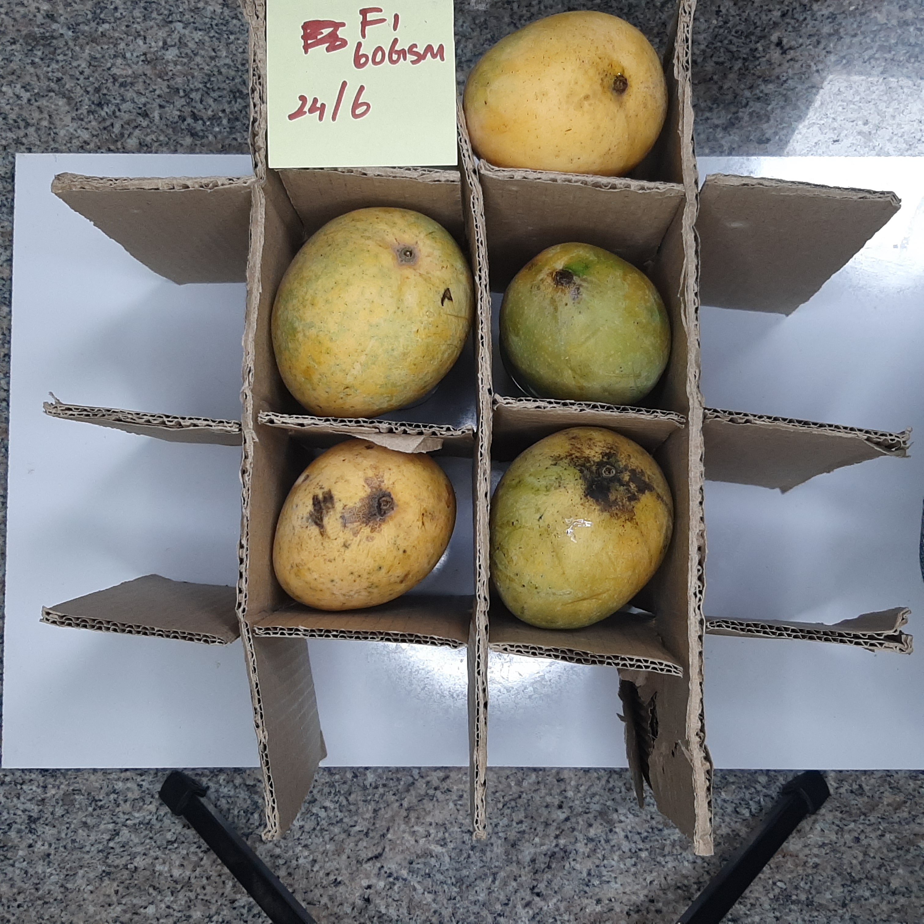 mango disy Semantic Segmentation Dataset by piyush kumar