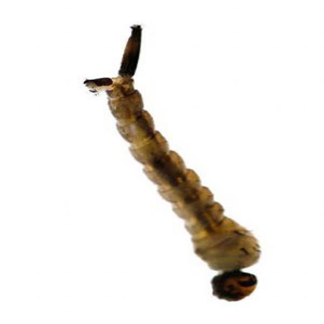 Larvae Aedes Segmentation Yolo Object Detection Dataset By Romario Silva