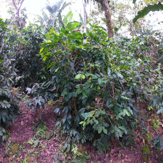 gamboni Object Detection Dataset and Pre-Trained Model by doki