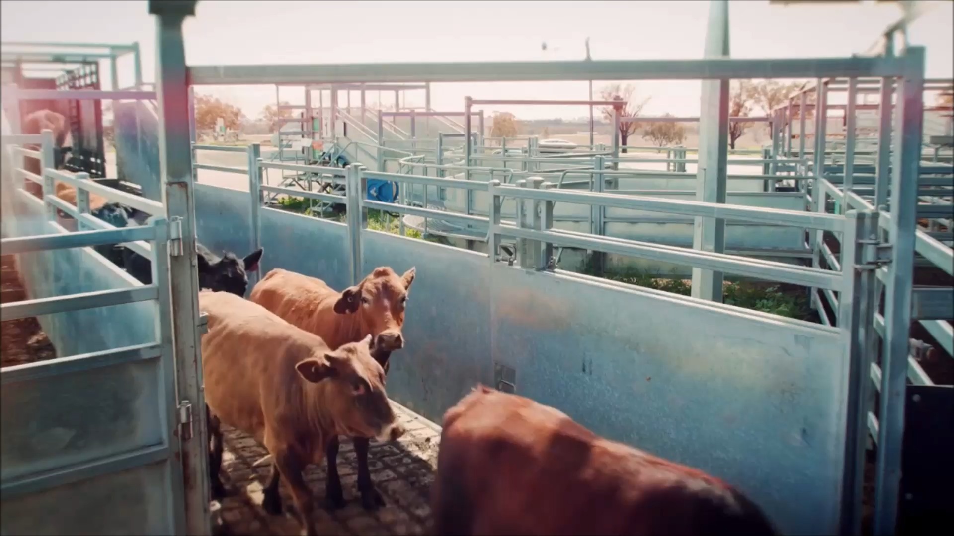 Counting Cows Instance Segmentation Dataset by Bertram