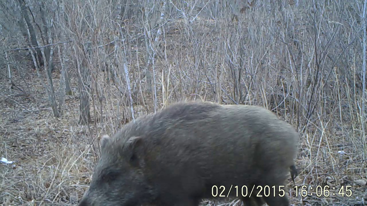 lulu pig Object Detection Dataset by Anthony