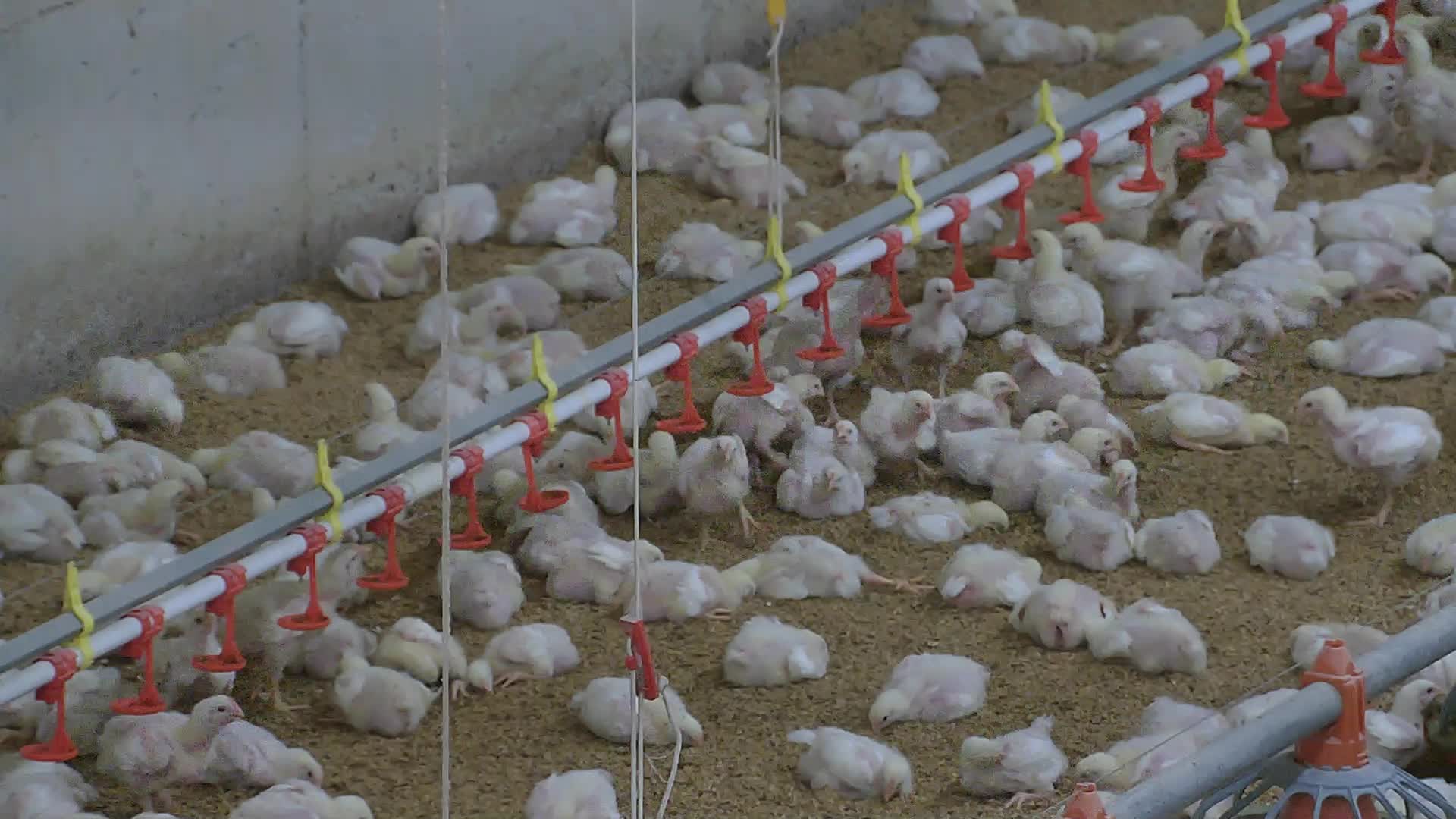 Broiler Monitoring Object Detection Dataset And Pre Trained Model By