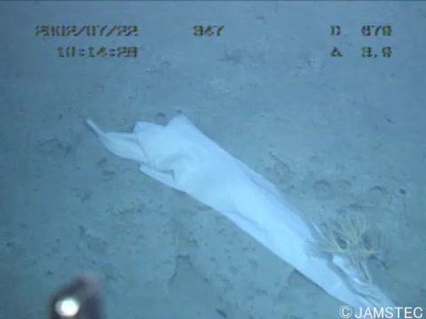 Plastic Detection Object Detection Dataset and Pre-Trained Model by Plastic